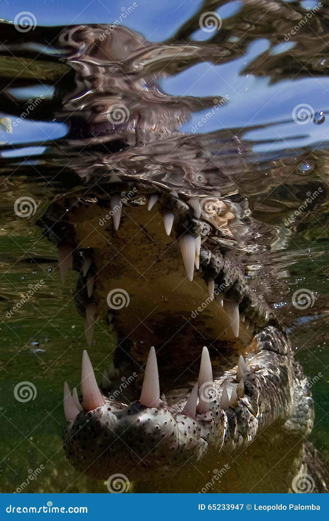 Salt water crocodile stock image. Image of mouth, river - 65233947