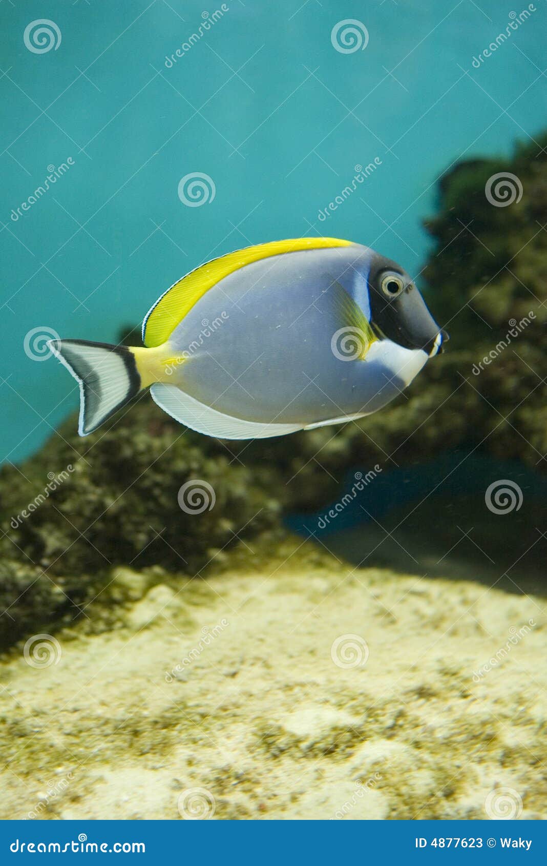 Acanthurus Leucosternon, Tropical Fish Royalty-Free Stock Photography ...