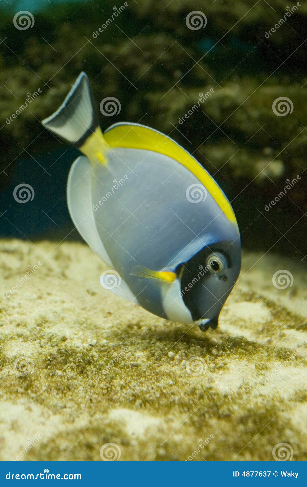 Salt Water Fish - Acanthurus Leucosternon Stock Image - Image of fauna ...