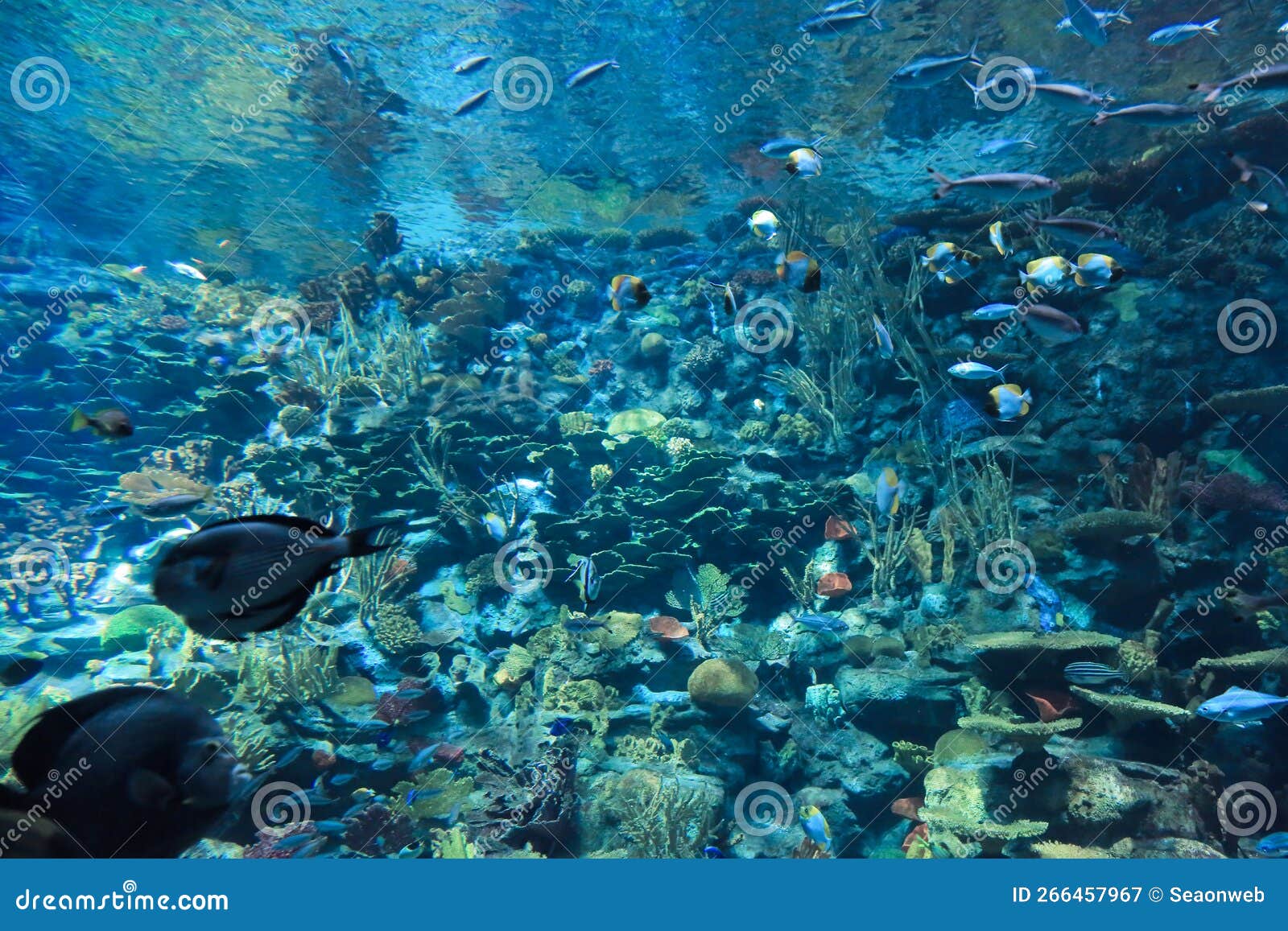 The Salt Water Fish in the Ocean or Aquarium 18 Nov 2012 Stock Image ...