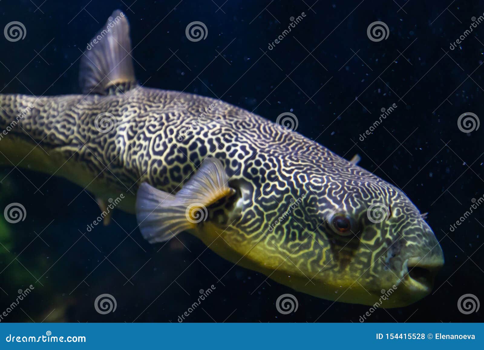 The Salt Water Puffer Fish Close-up Underwater Stock Photo - Image of ...