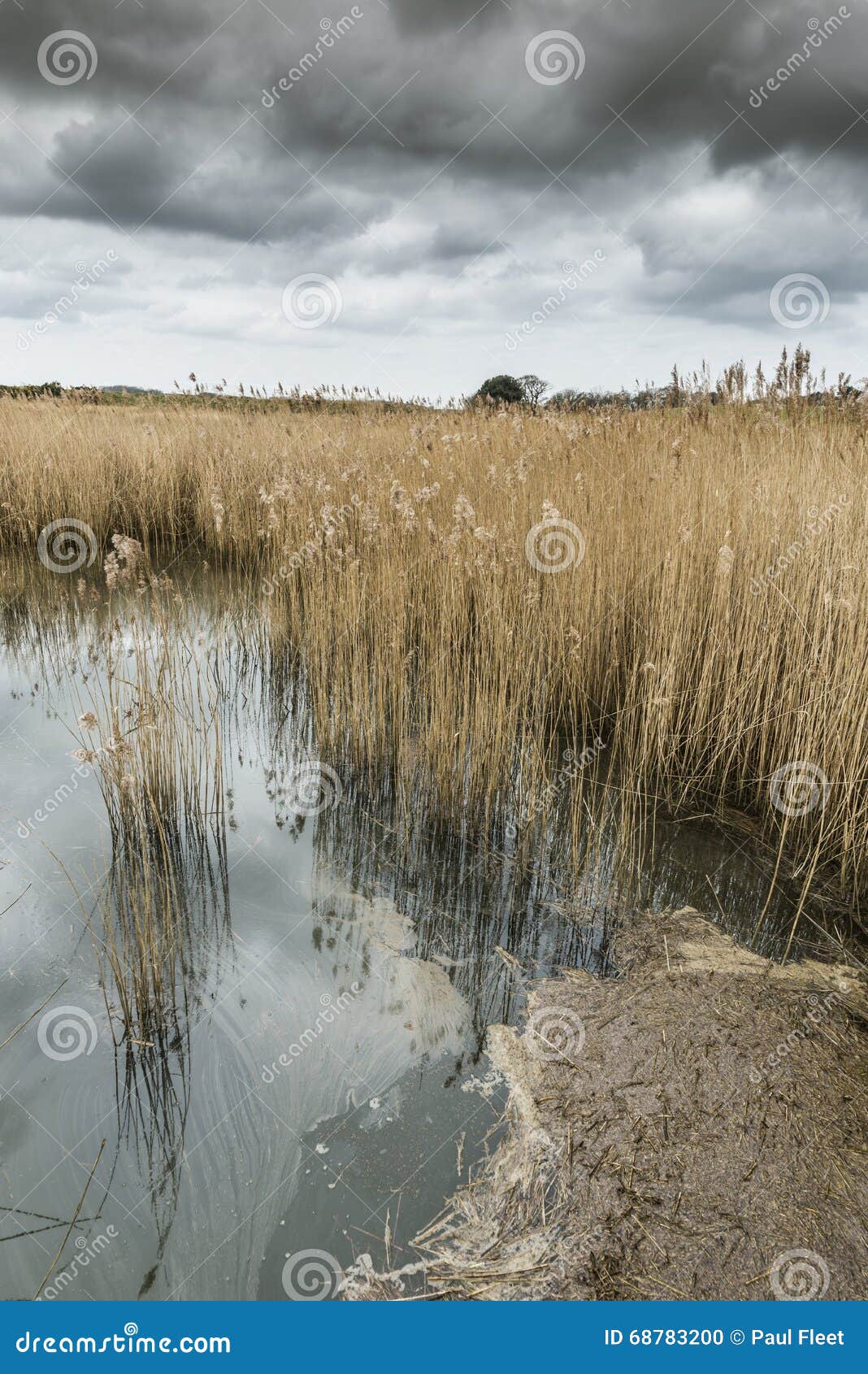 Salt water reed bed stock photo. Image of countryside - 68783200