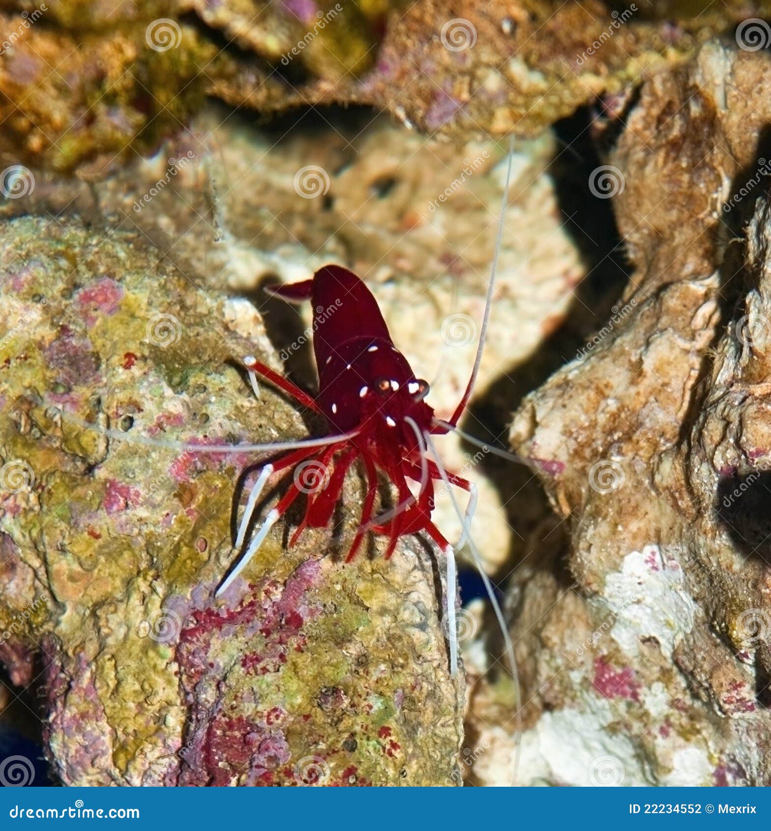 Salt water shrimp stock photo. Image of mantis, eyes - 22234552