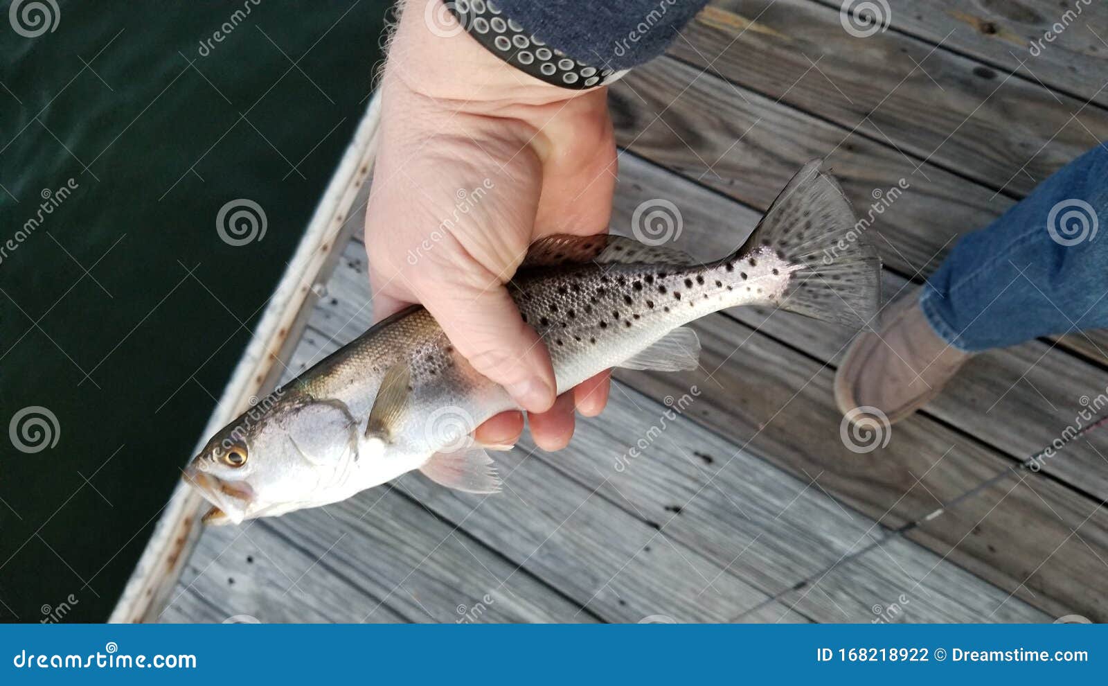 Salt Water Trout Scream Spots Stock Photo - Image of water, scream ...