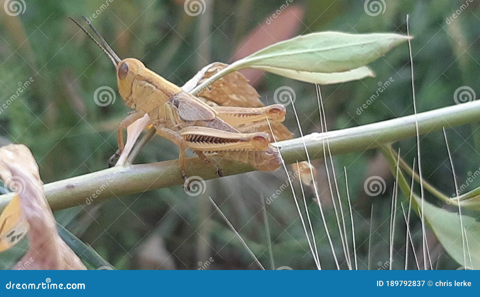 Saltamontes En Una Extremidad Imagen de archivo - Imagen de animal ...