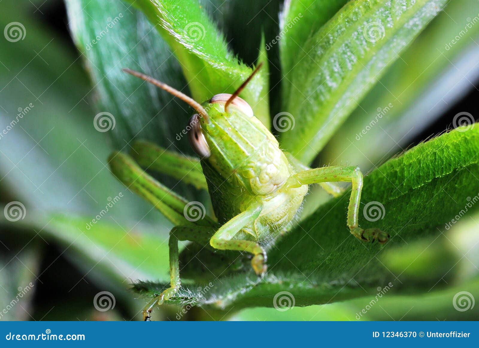 Saltamontes verde foto de archivo. Imagen de apalancamiento - 12346370