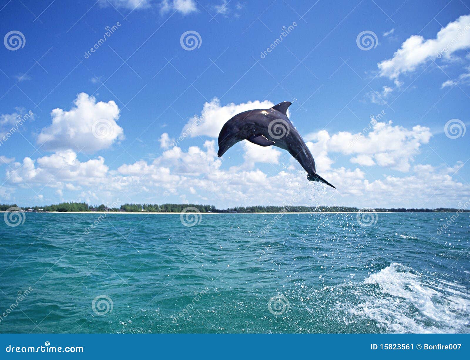 Saltar delfines imagen de archivo. Imagen de beauty, coast - 15823561