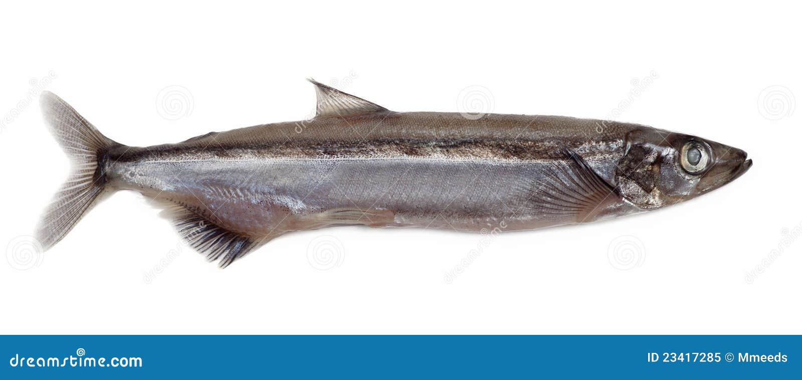 Salted Capelin Fish Royalty Free Stock Photo - Image: 23417285