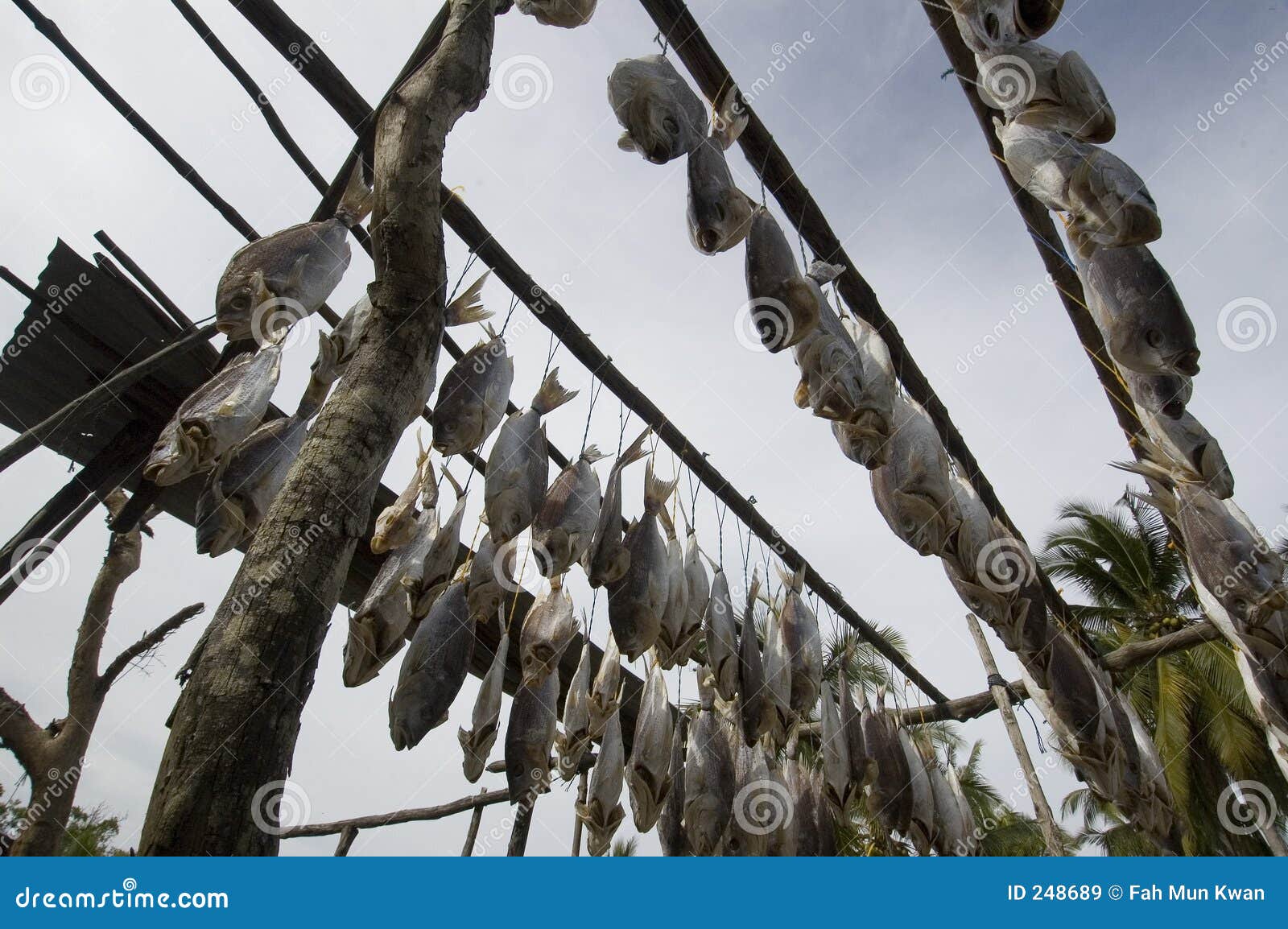 Salted Fish stock image. Image of fishes, hanging, asian - 248689