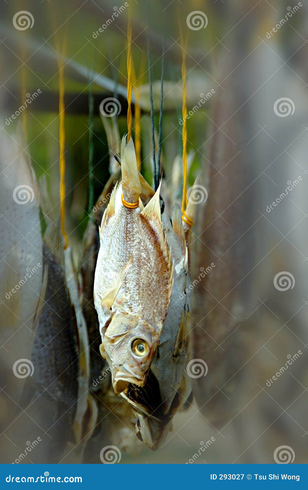 Salted fish stock image. Image of dead, preserve, carcinogen - 293027