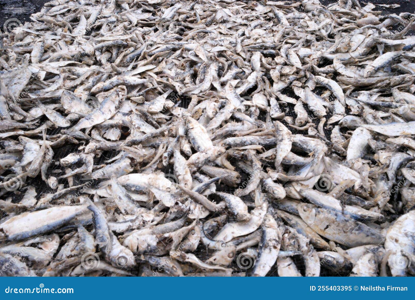 Salted Fish Being Dried Under the Sun Stock Image - Image of taste ...