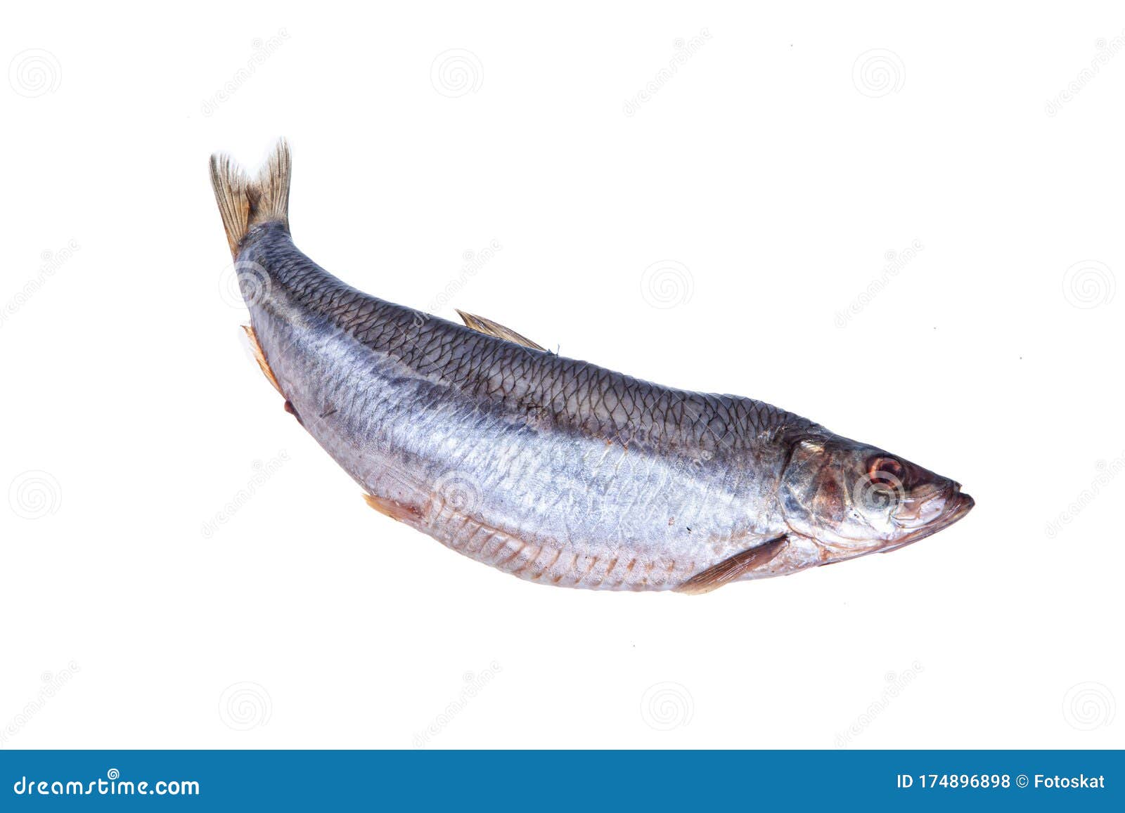 Salted Fish stock photo. Image of catch, group, cookery - 174896898