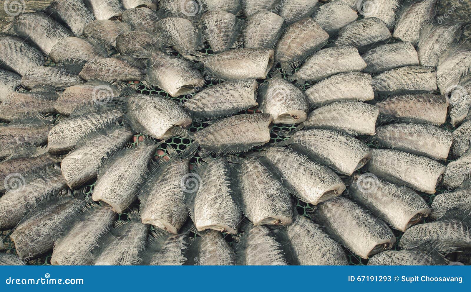 Salted Fish in Sunshine on Net Stock Image - Image of preservation ...