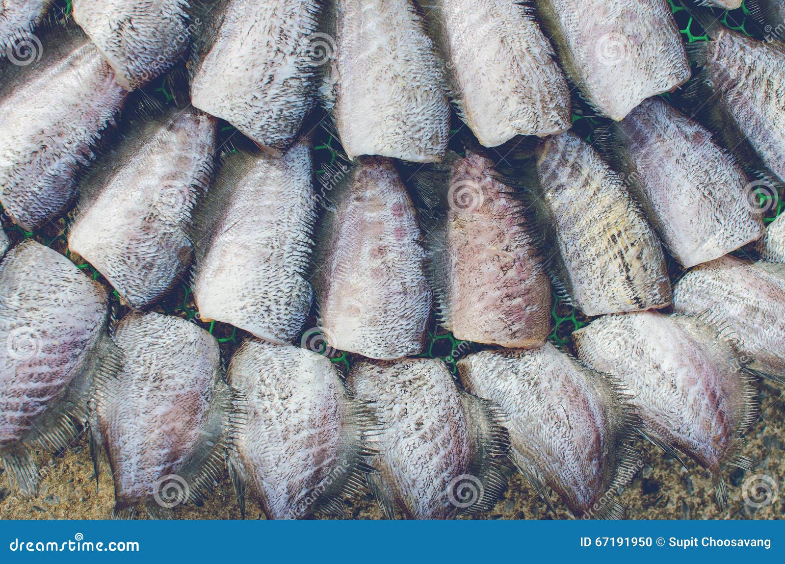 Salted Fish in Sunshine on Net, Food Preservation Stock Photo - Image ...