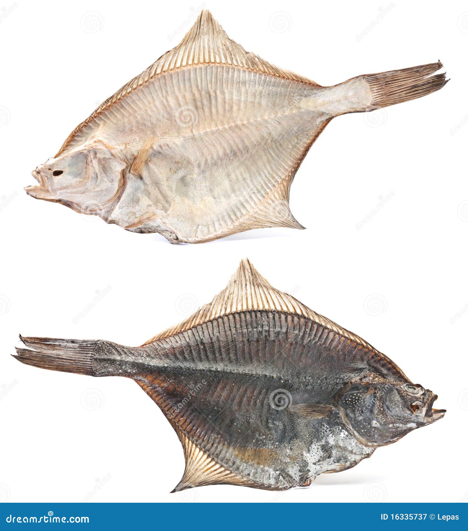 Salted flatfish stock image. Image of fluke, dried, plaice - 16335737