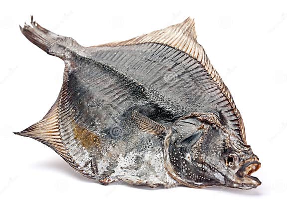 Salted flatfish stock image. Image of isolated, salted - 16421323