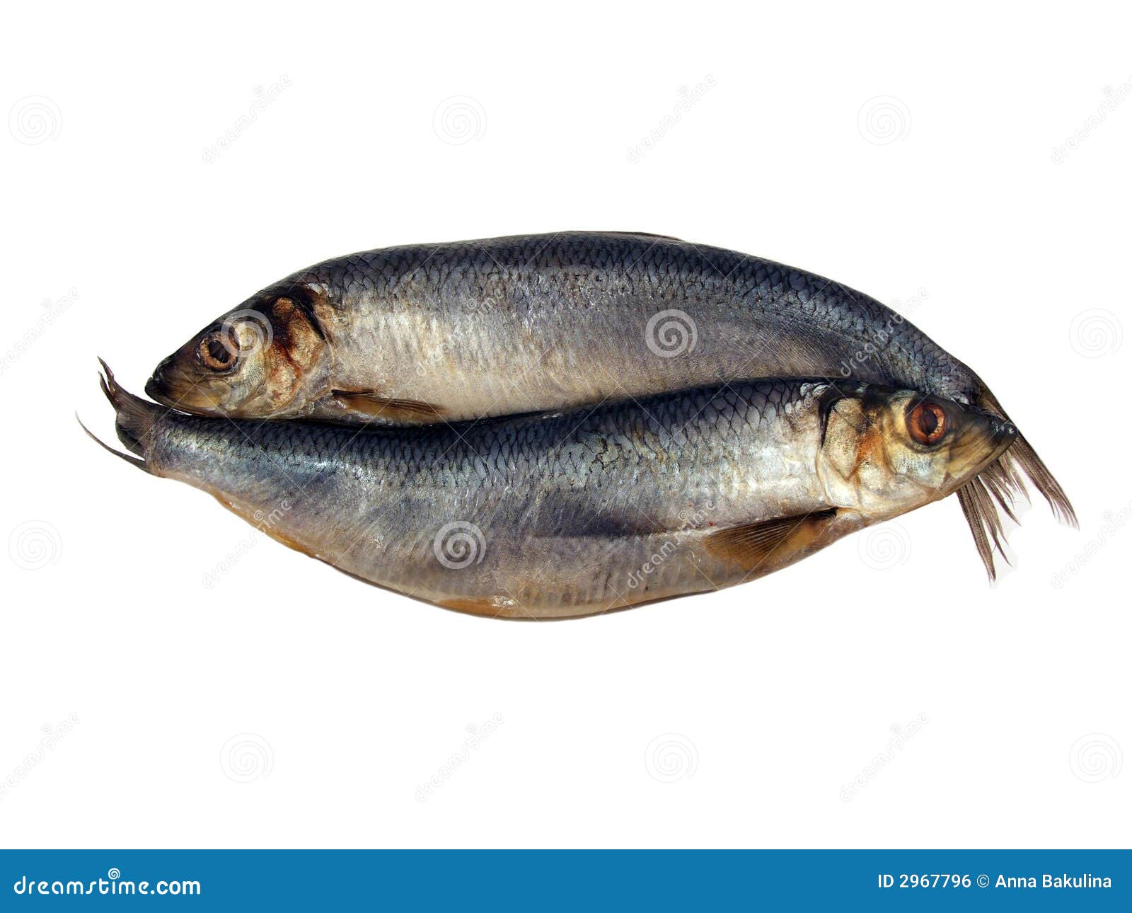 Salted herring stock photo. Image of eating, fresh, shiny - 2967796