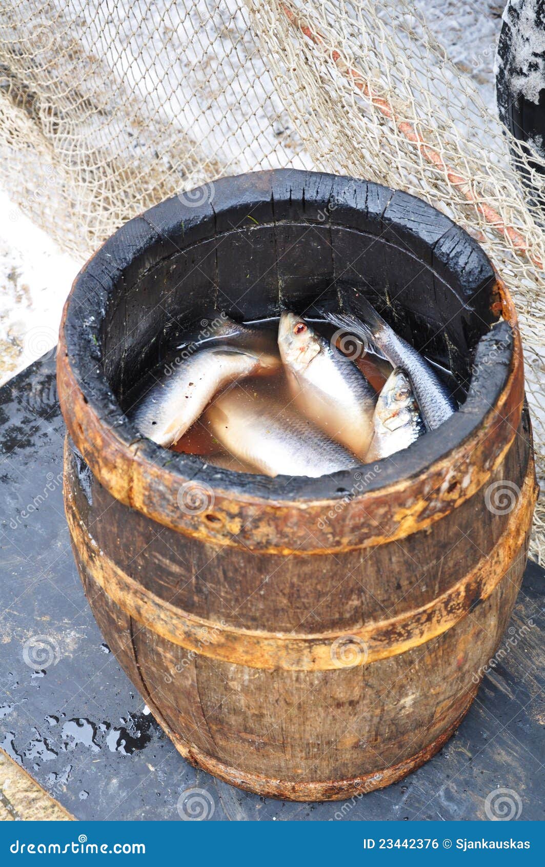 Salted herring in a barrel stock photo. Image of delicious - 23442376