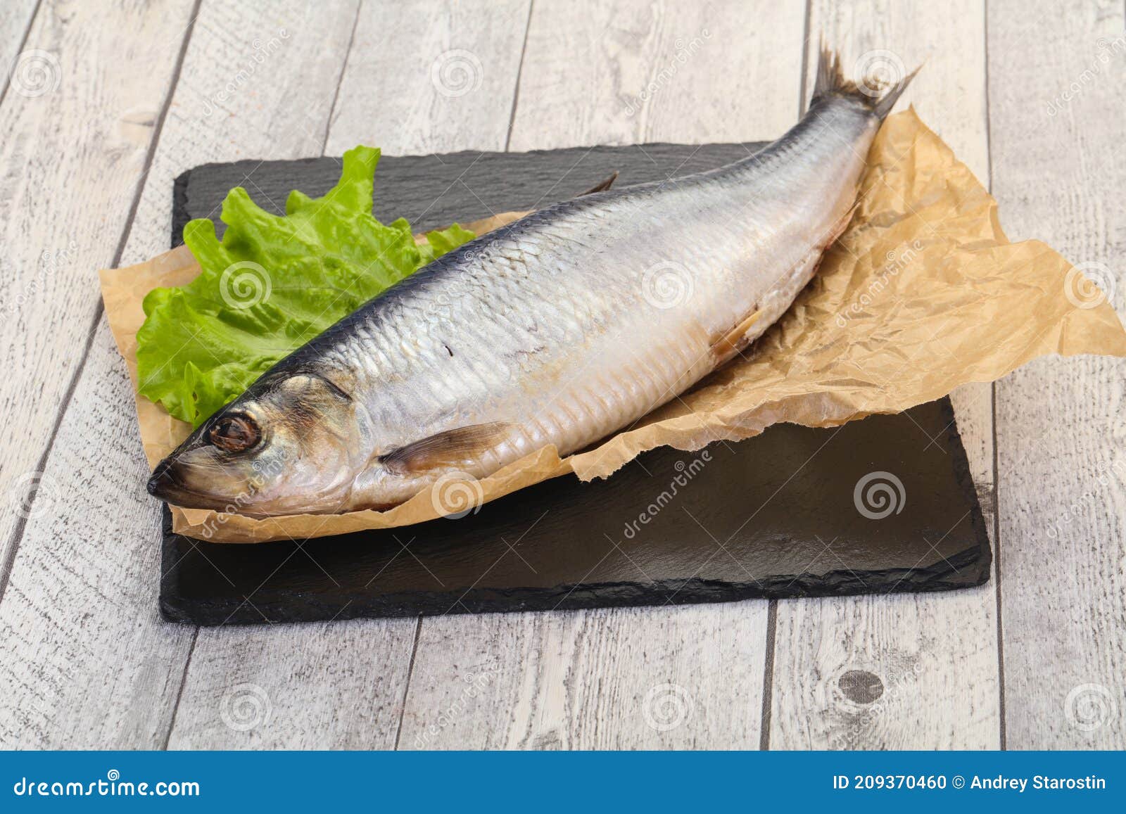 Salted herring fish stock photo. Image of isolated, organic - 209370460