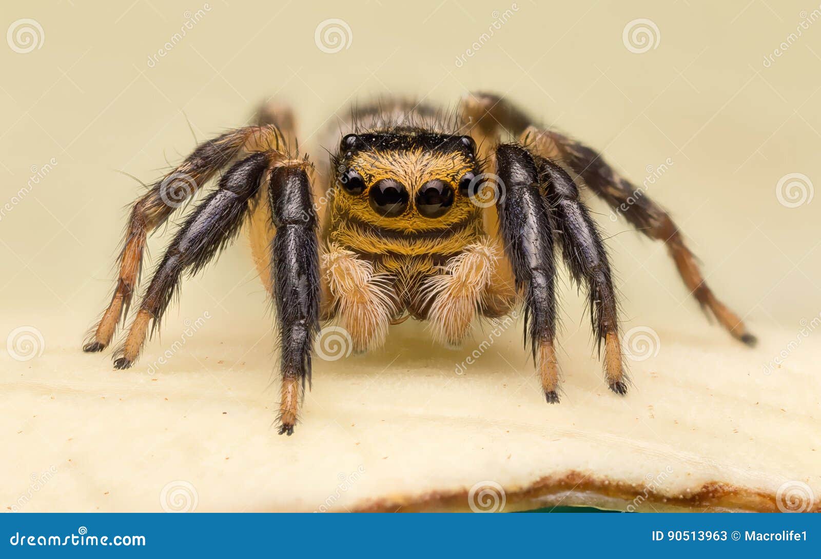Salticidae - Jumping Spider Stock Image - Image of details, nature ...