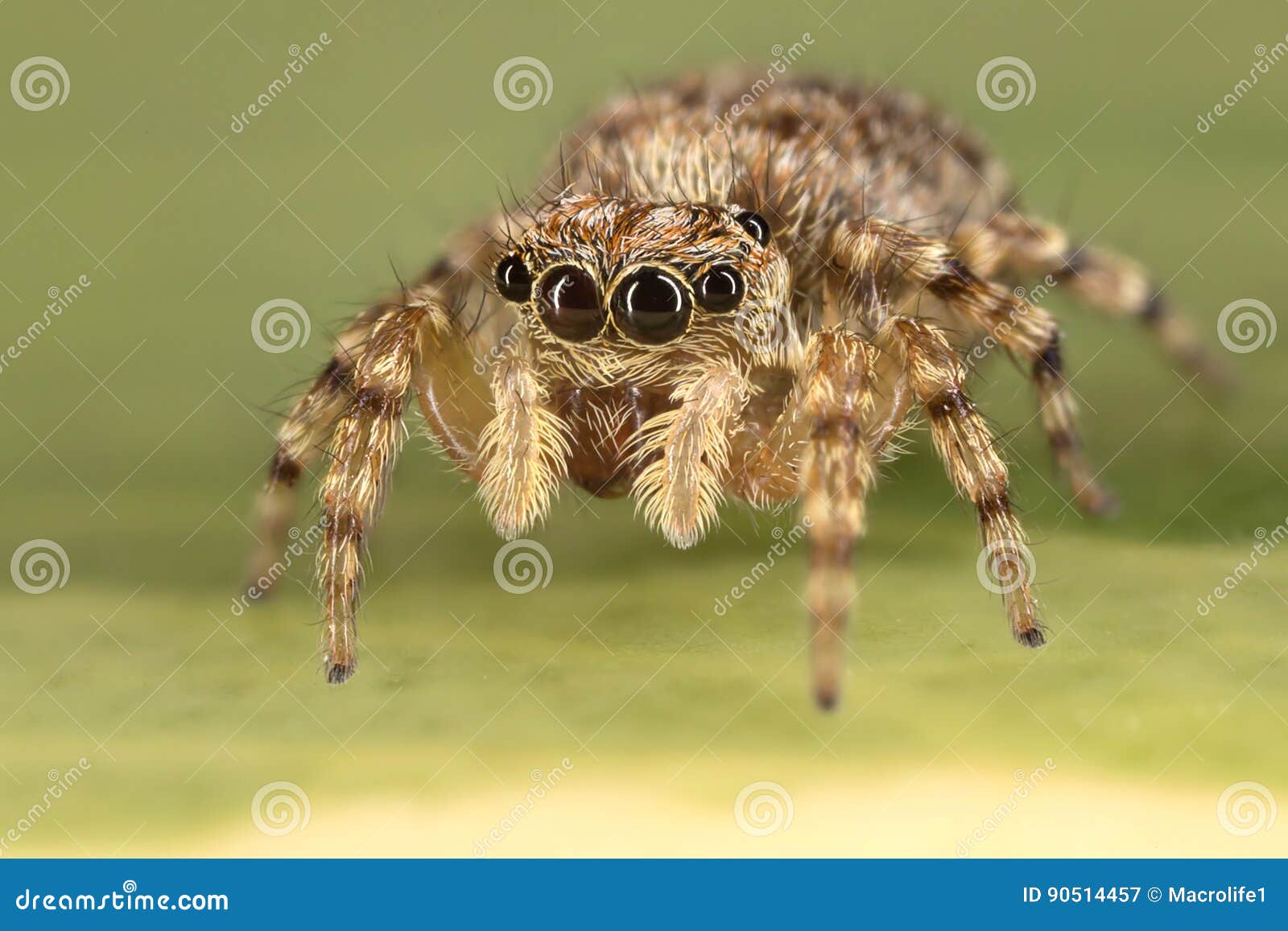 Salticidae - Jumping Spider Stock Image - Image of macro, science: 90514457