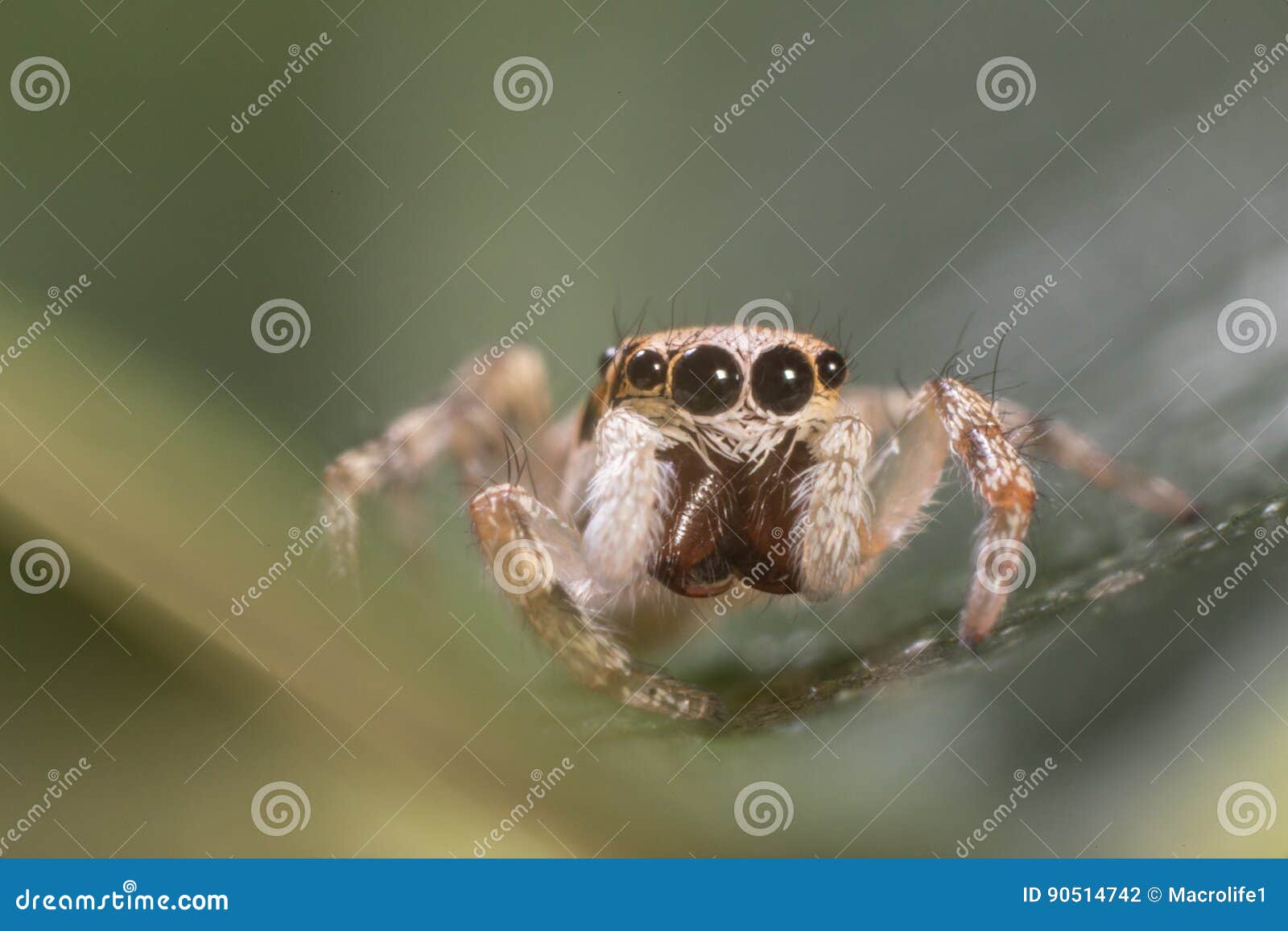 Salticidae - Jumping Spider Stock Photo - Image of spider, microscope ...