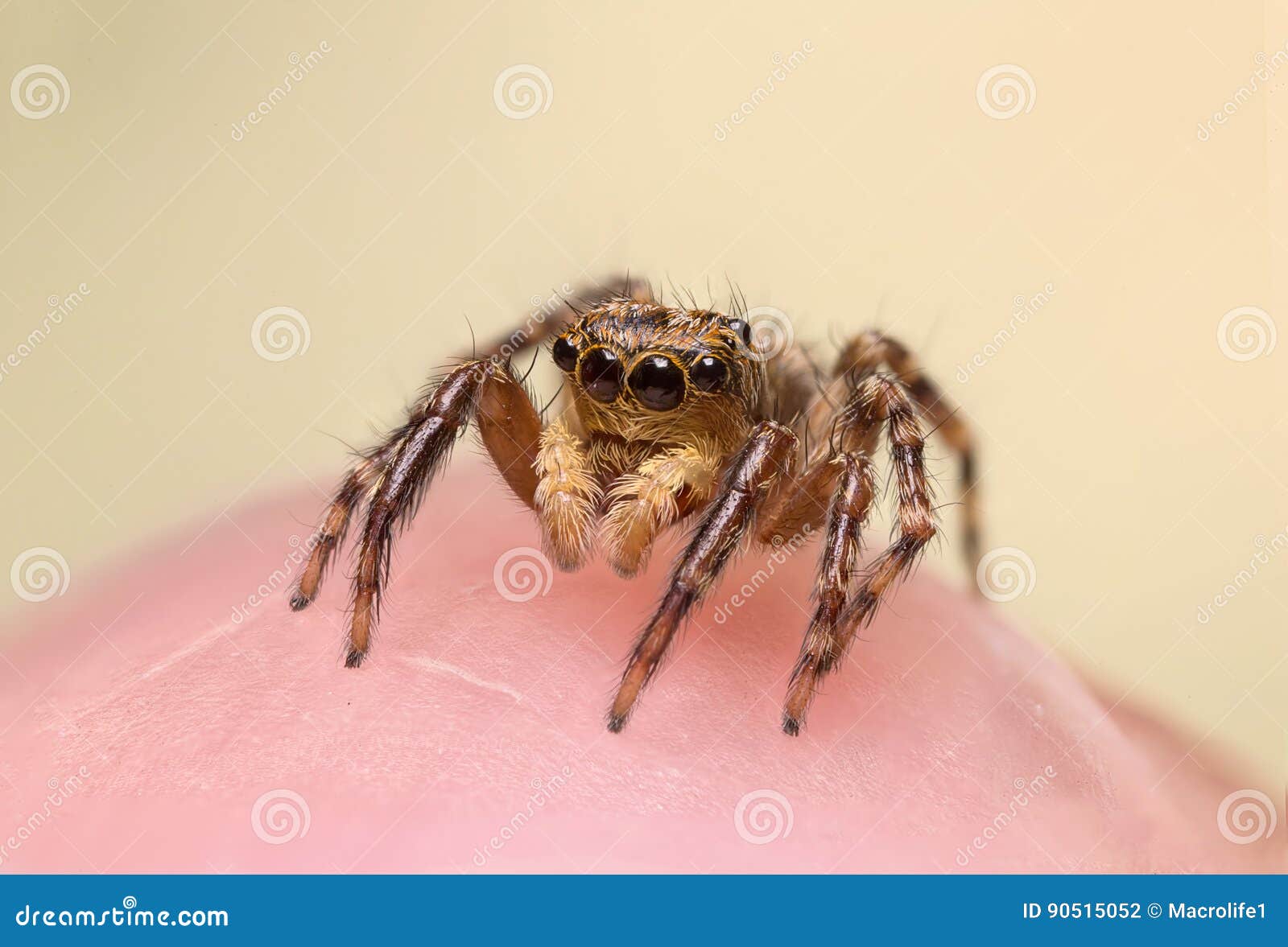 Salticidae - Jumping Spider Stock Photo - Image of macro, scientific ...