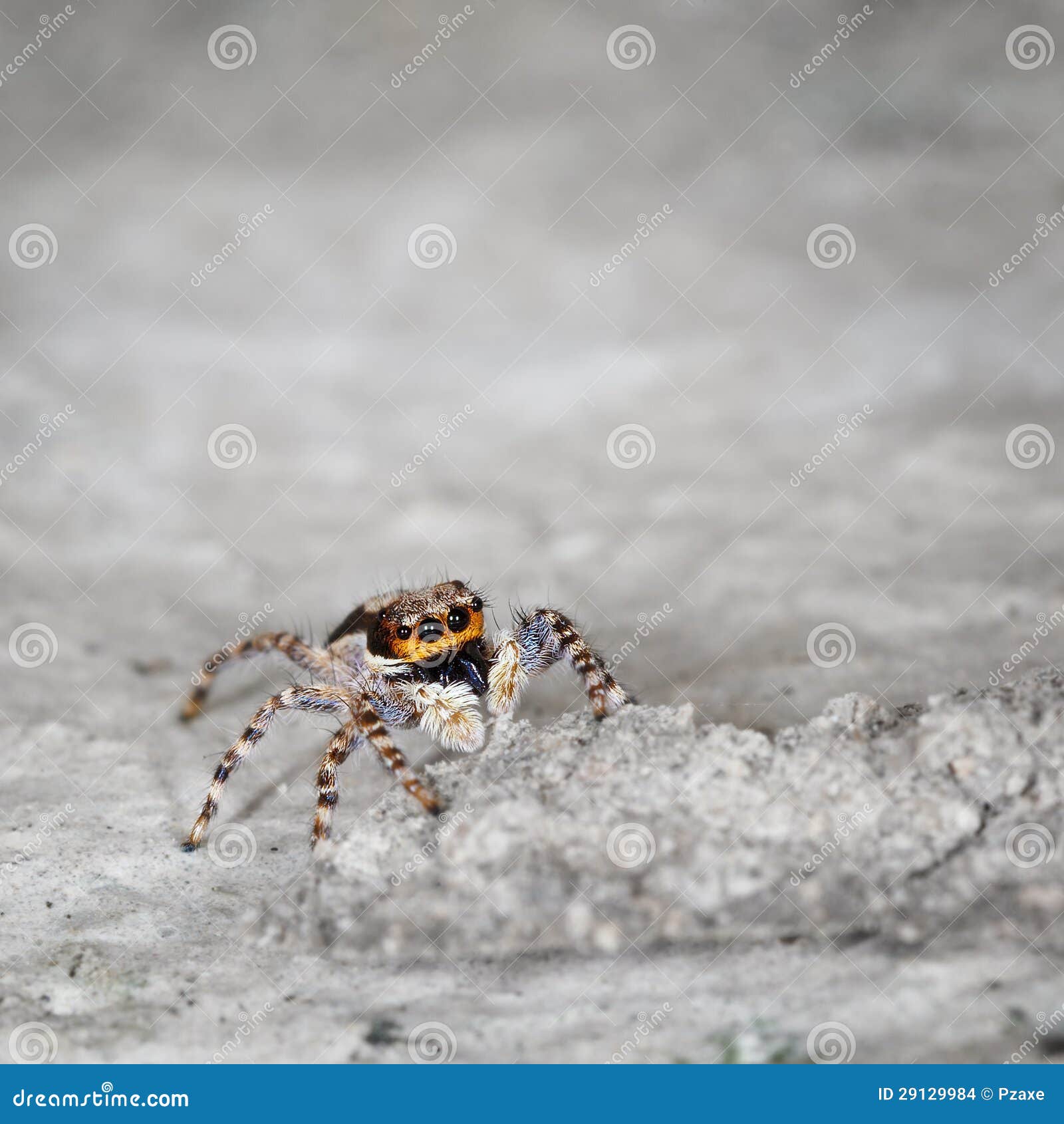 Salticidae - Small Spider on Grey Stone Close Up Stock Photo - Image of ...