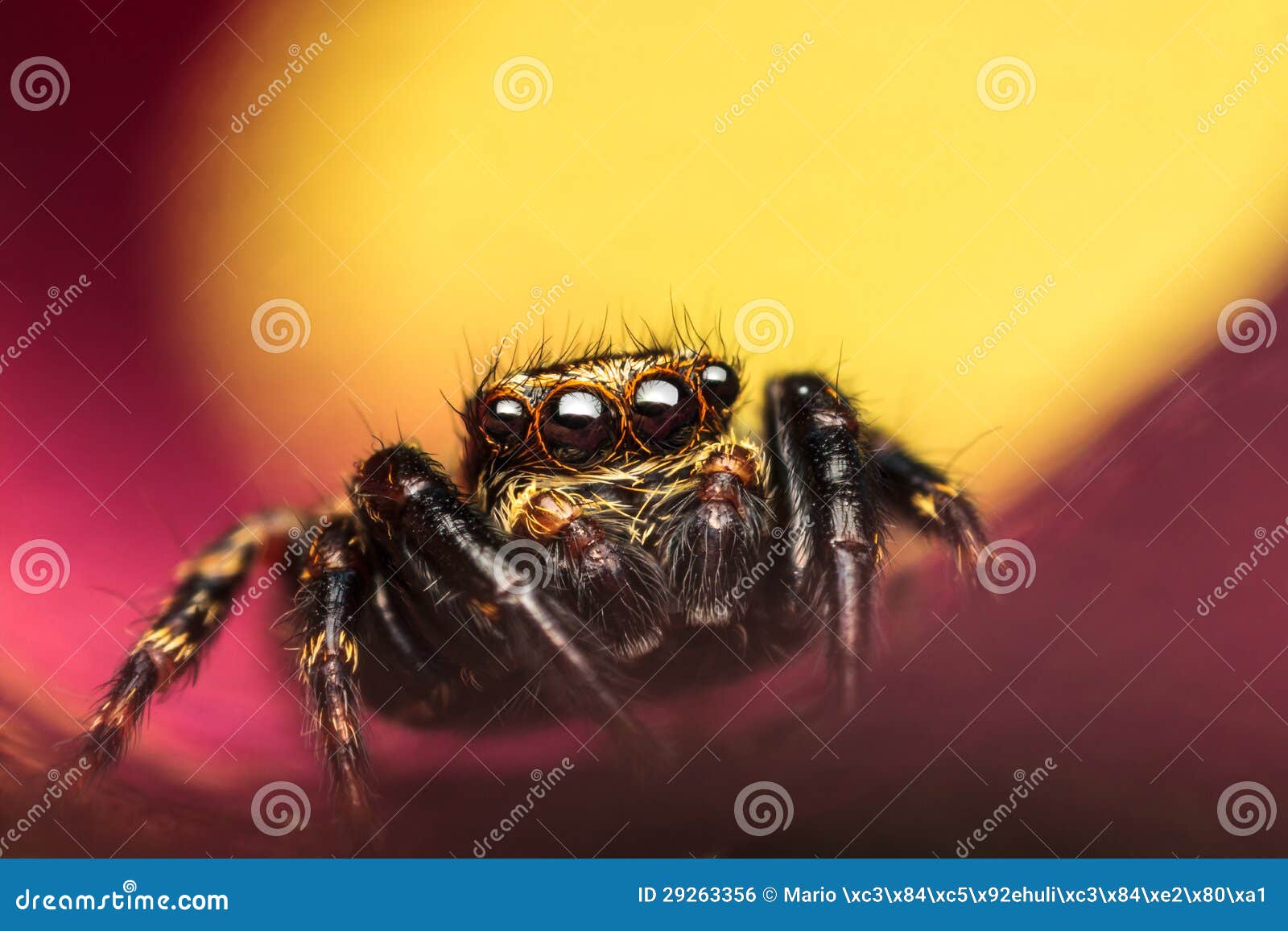 Salticidae Springende Spinne Stockfoto - Bild von extrem, springen ...