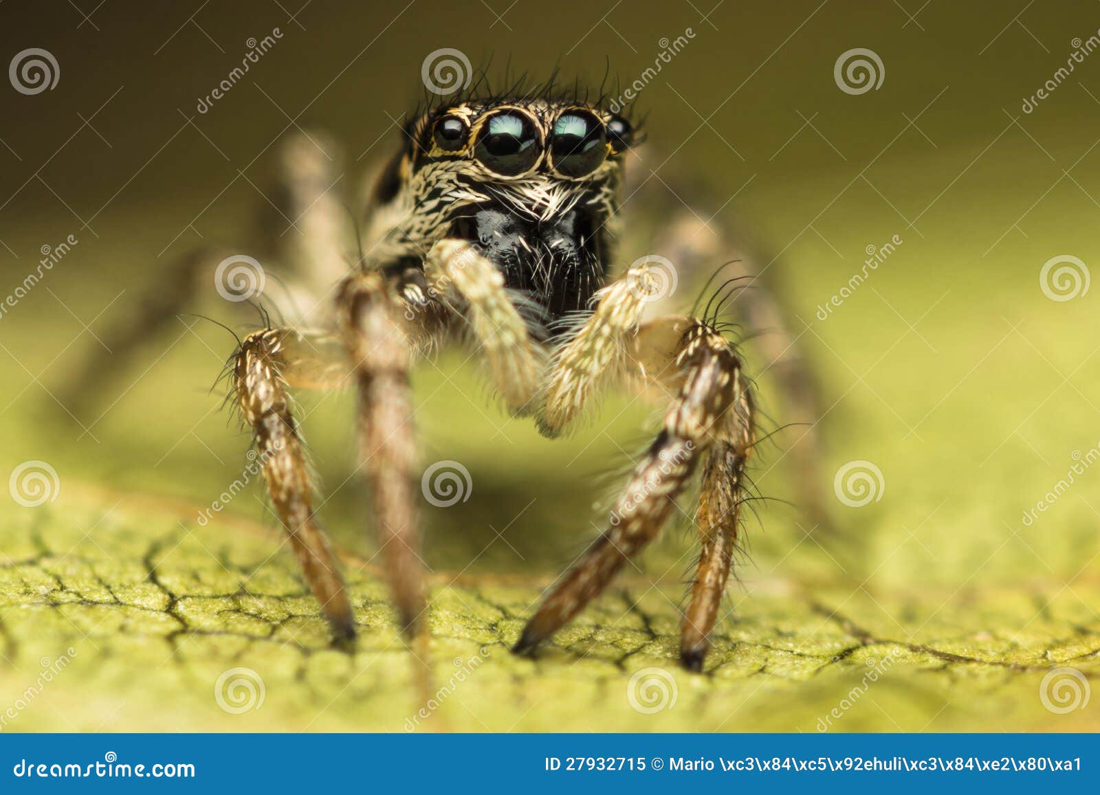 High Magnification of Salticus Scenicus Female Jumping Spider on the ...