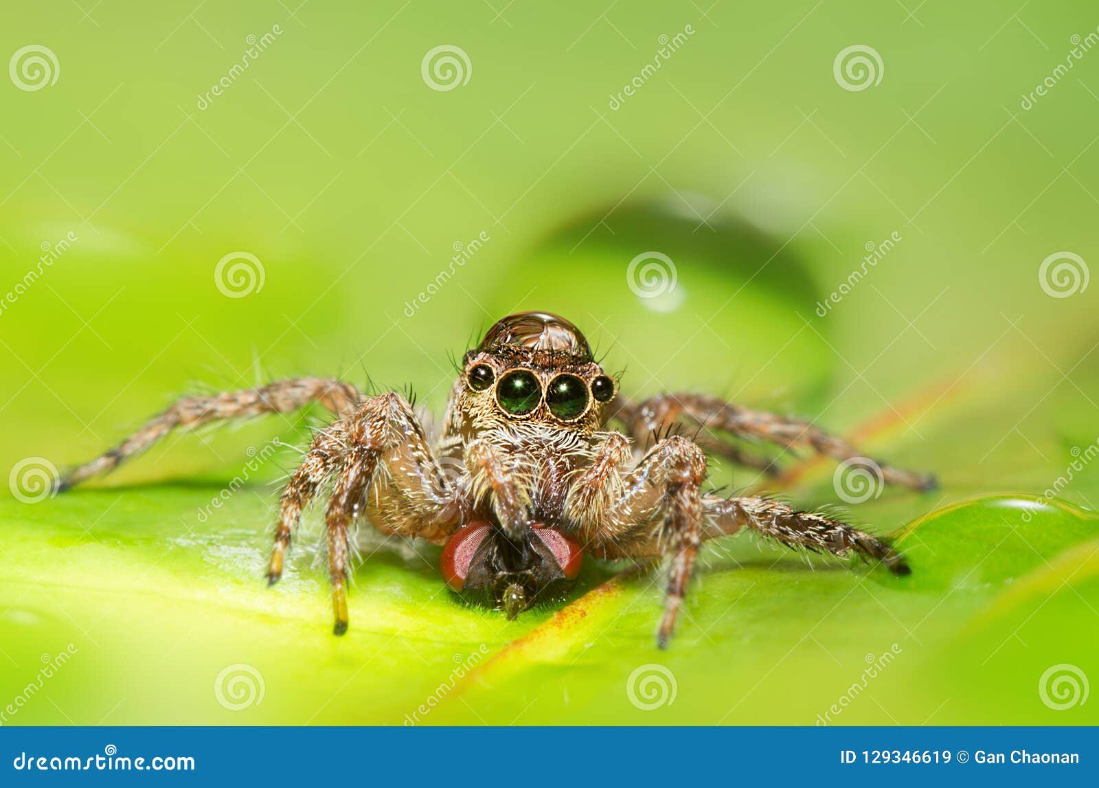 Salticus Scenicus Springende Spinne Stockbild - Bild von spinnentier ...