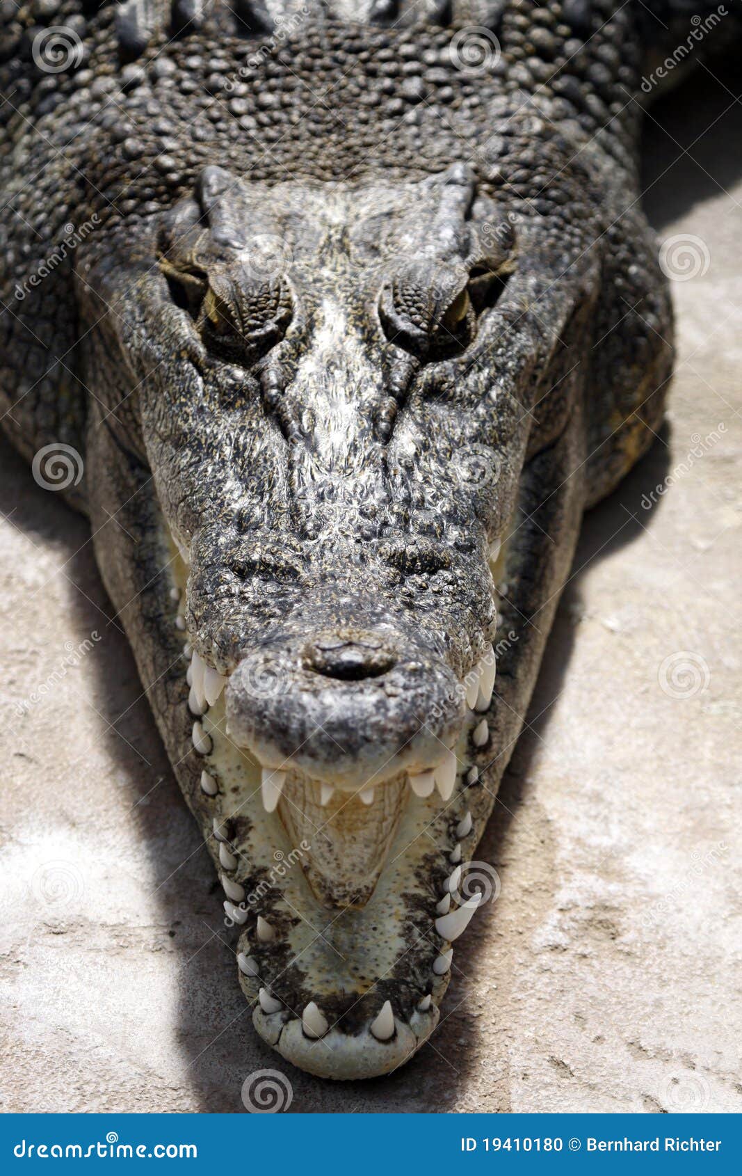 Saltie stock photo. Image of reptile, open, northern - 19410180