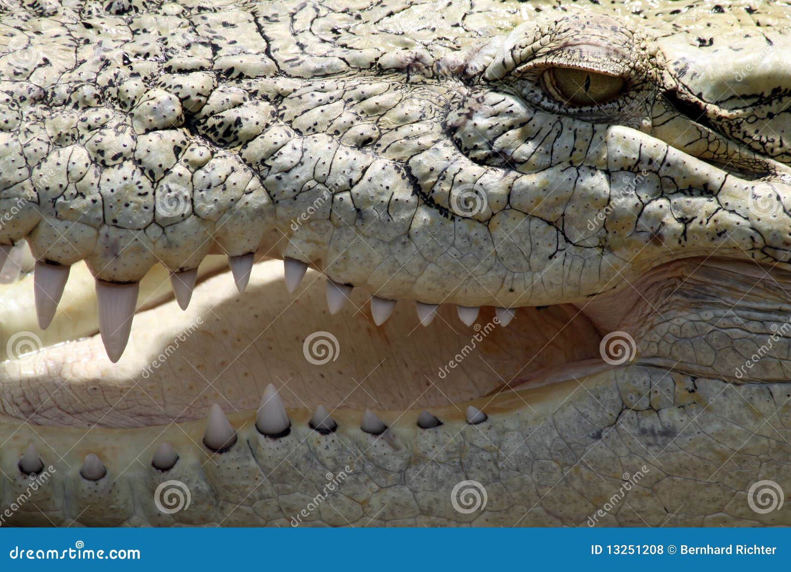 Saltie - Close-up stock photo. Image of estuarine, saltie - 13251208