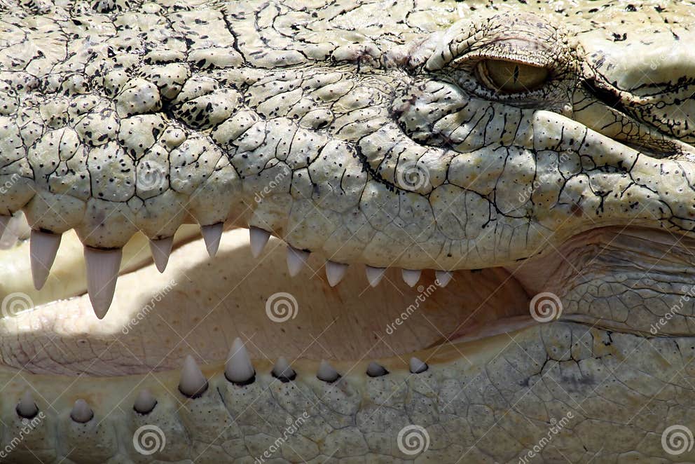 Saltie - Close-up stock photo. Image of estuarine, saltie - 13251208