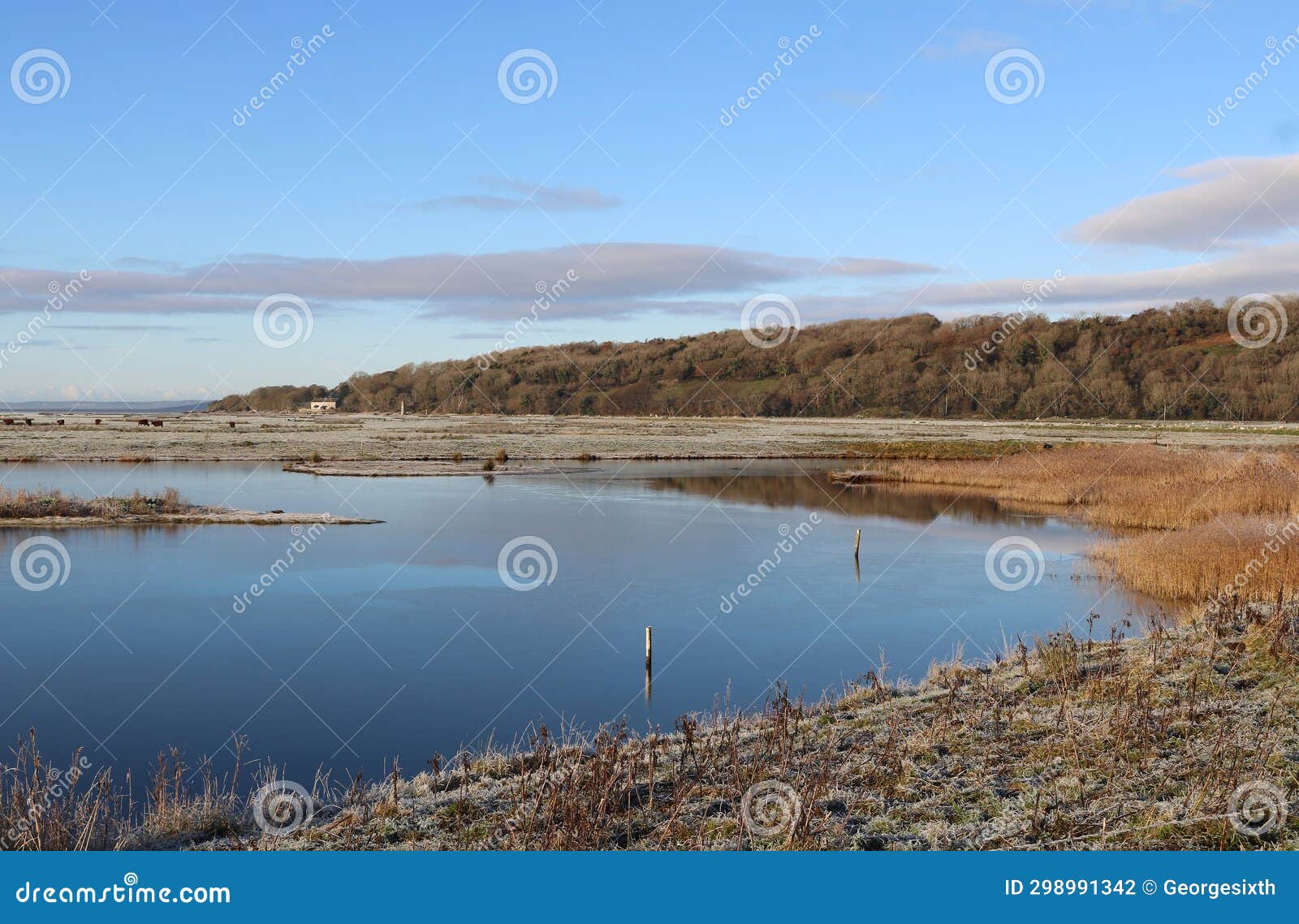 Saltmarsh, Allen Hide, Leighton Moss, Silverdale Stock Photo - Image of ...