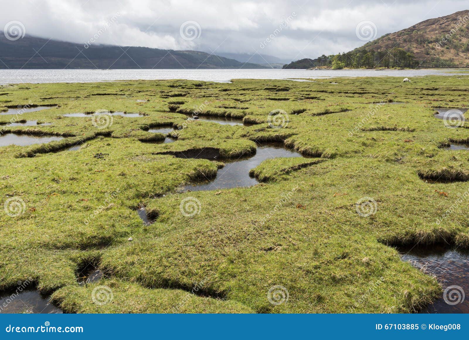 Saltmarsh in Scotland stock image. Image of scenic, quiet - 67103885