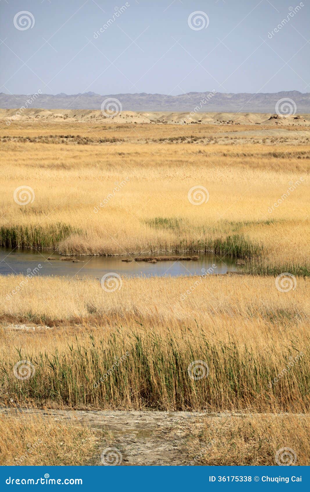 Saltmarsh in west China stock photo. Image of marsh, land - 36175338
