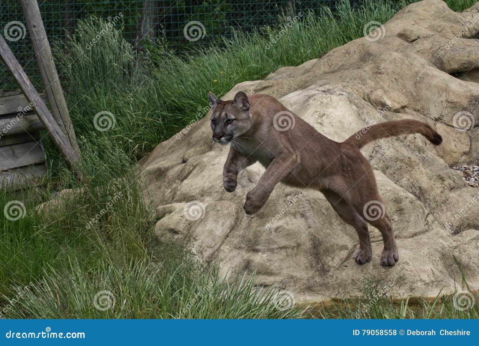 Salto del puma foto de archivo. Imagen de grande, despredador - 79058558