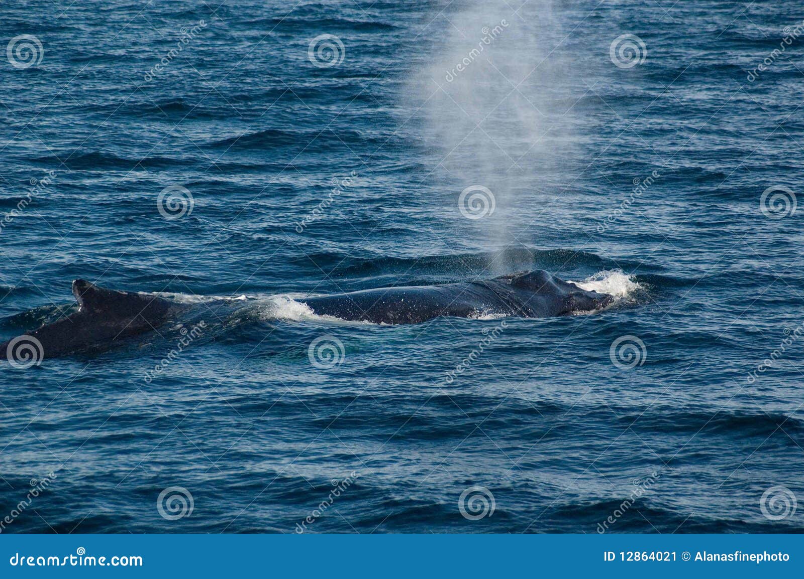 Salto Della Balena Di Humpback Immagine Stock - Immagine di miniera ...