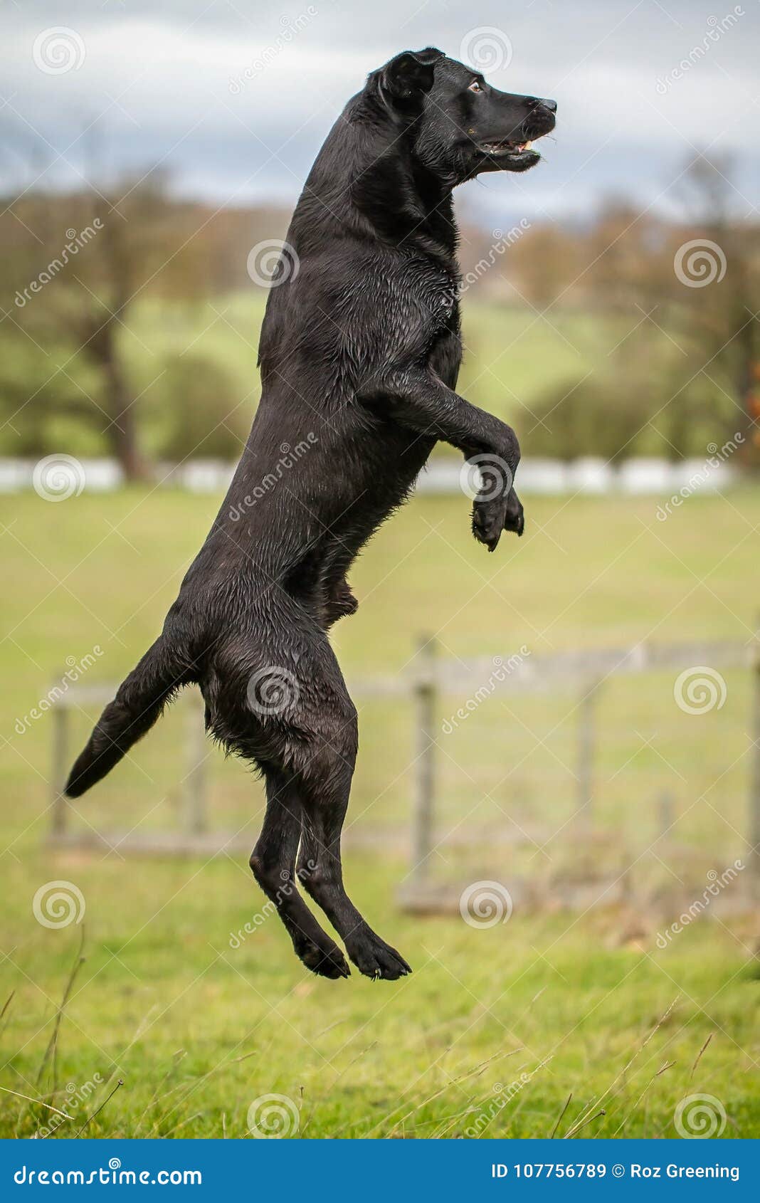Salto Negro Del Perro De Labrador Imagen de archivo - Imagen de ...