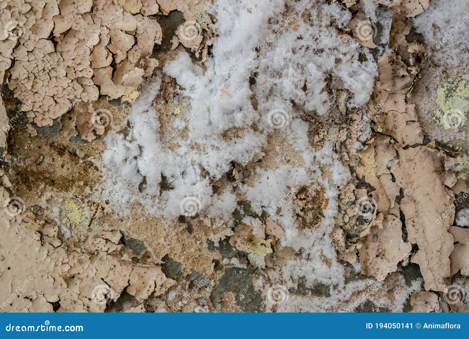 Saltpeter on the Wall after a Flood Stock Image - Image of flood ...