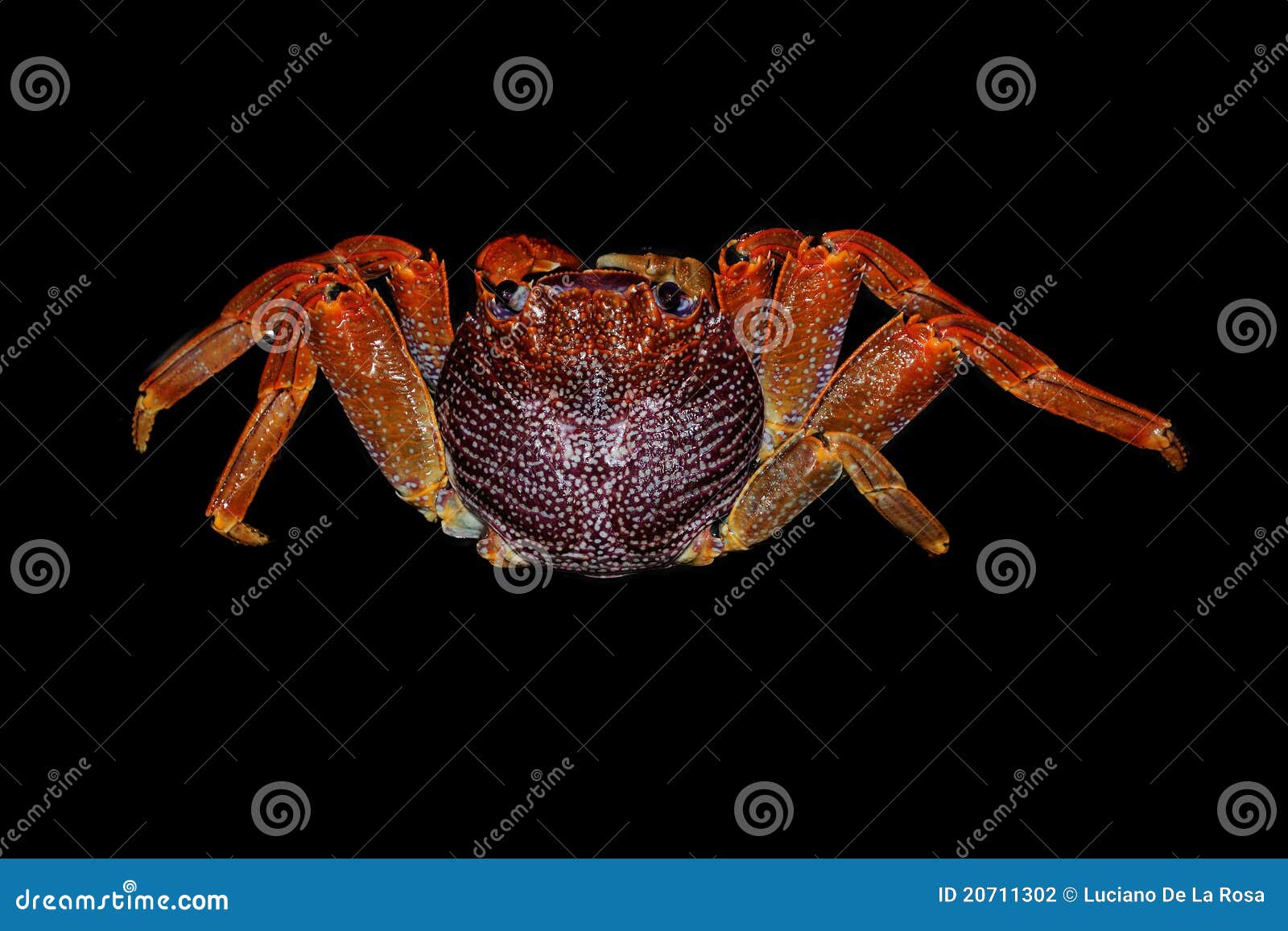 Saltwater crab stock photo. Image of gourmet, nature - 20711302