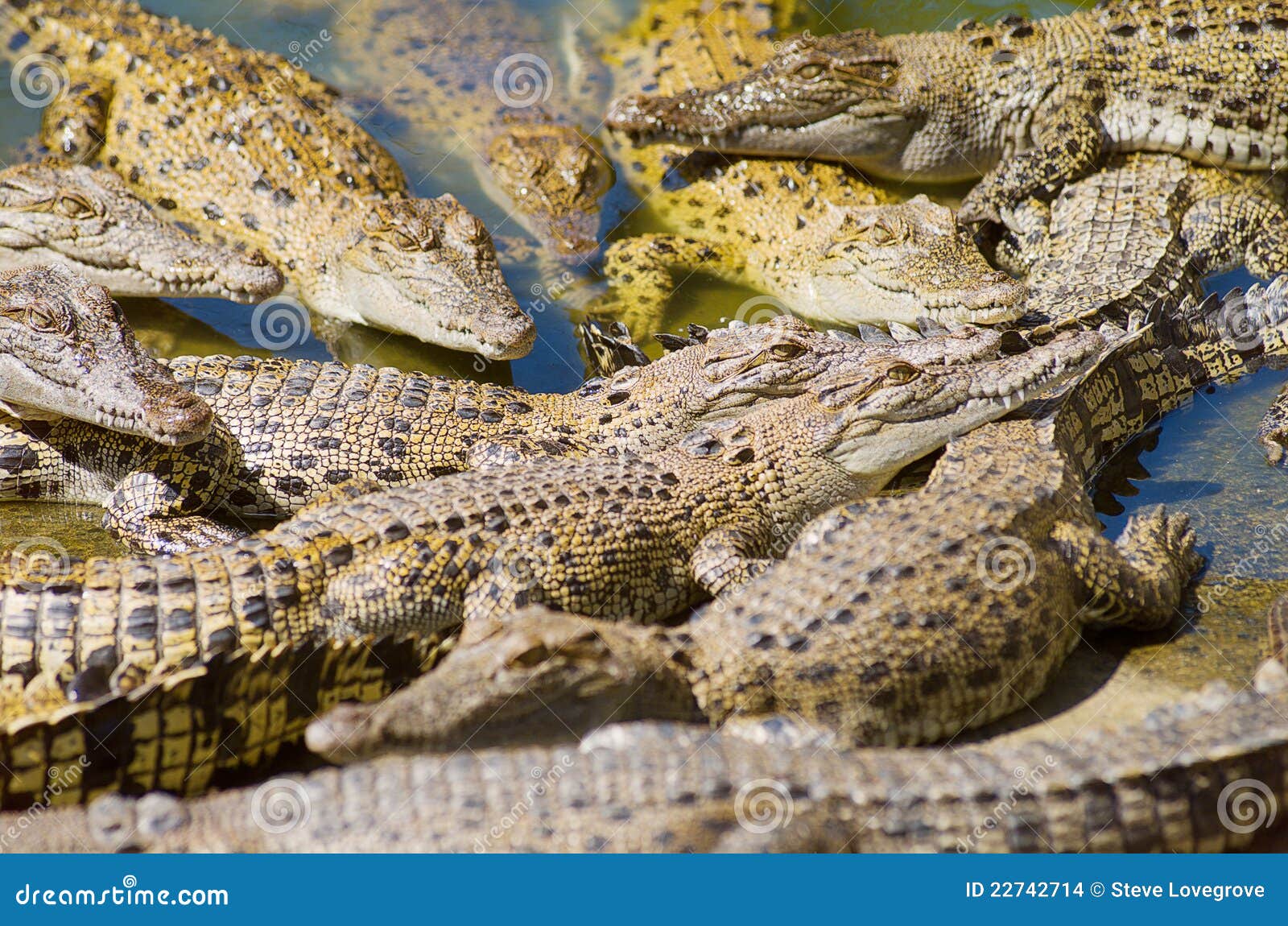 Saltwater Crocodile stock photo. Image of fauna, reptilian - 22742714