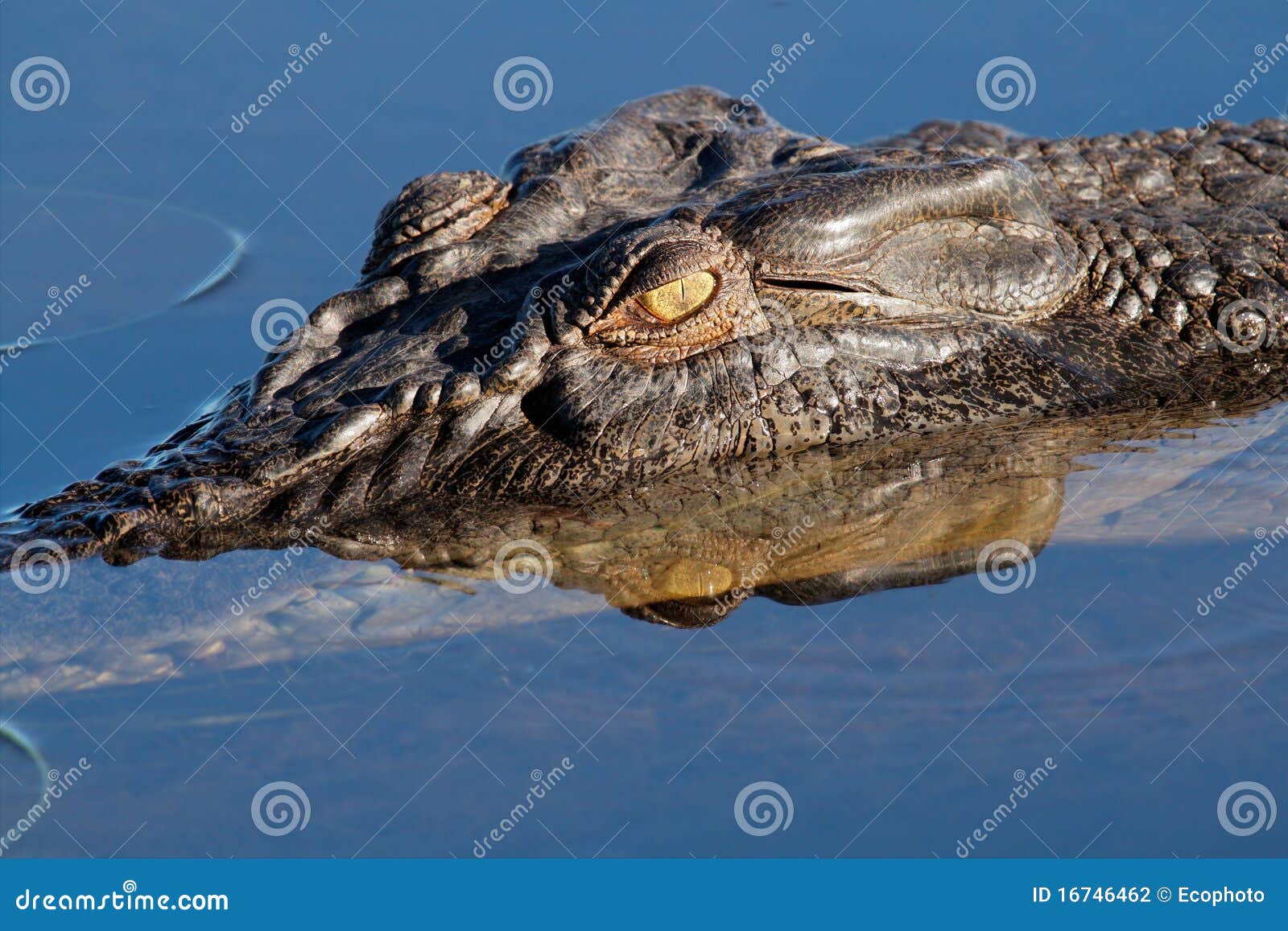 Crocodile Royalty-Free Stock Photography | CartoonDealer.com #21532295