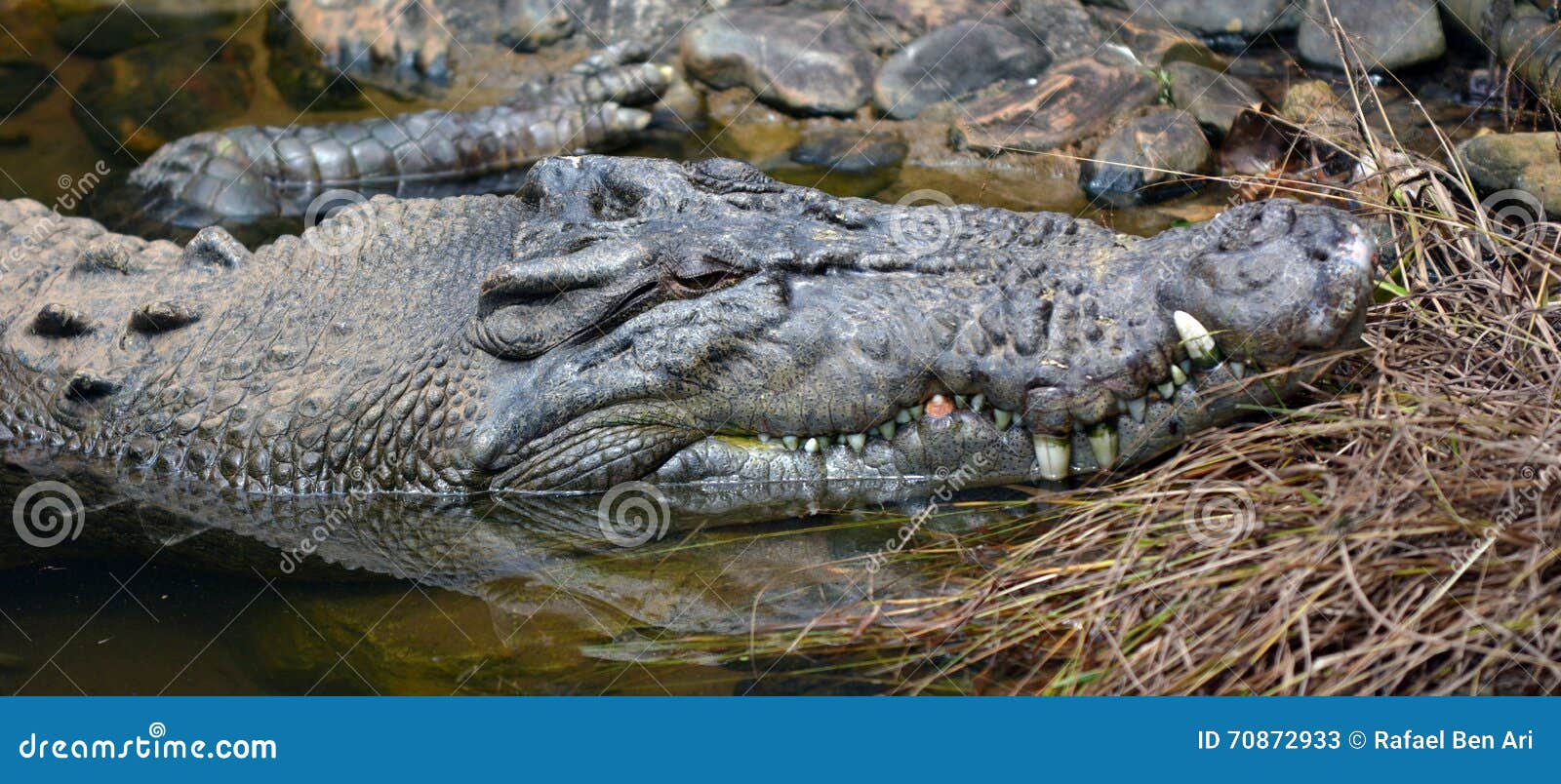 Saltwater crocodile face stock image. Image of details - 70872933