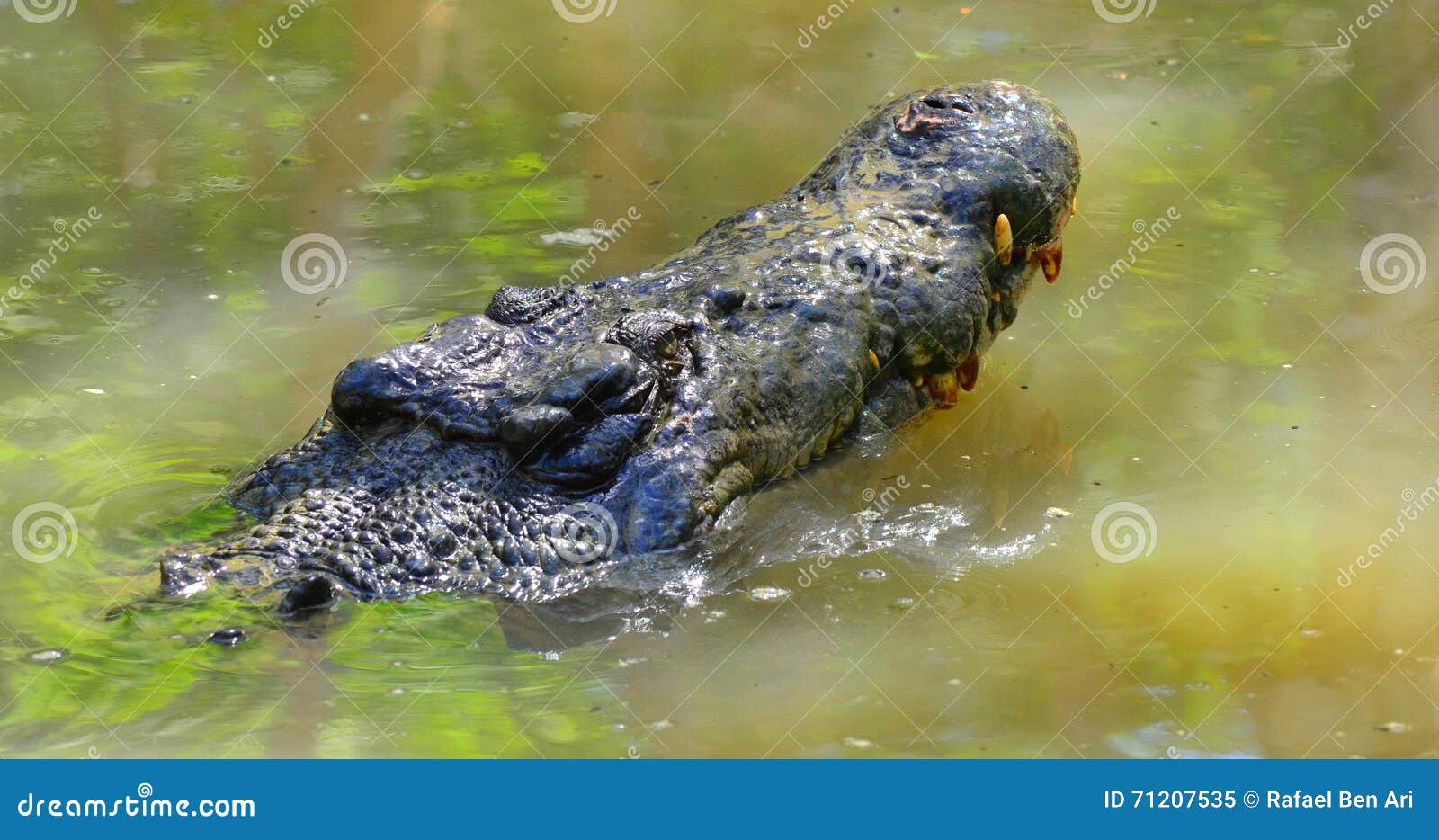 A Crocodile Face In Water Stock Photo | CartoonDealer.com #18999936
