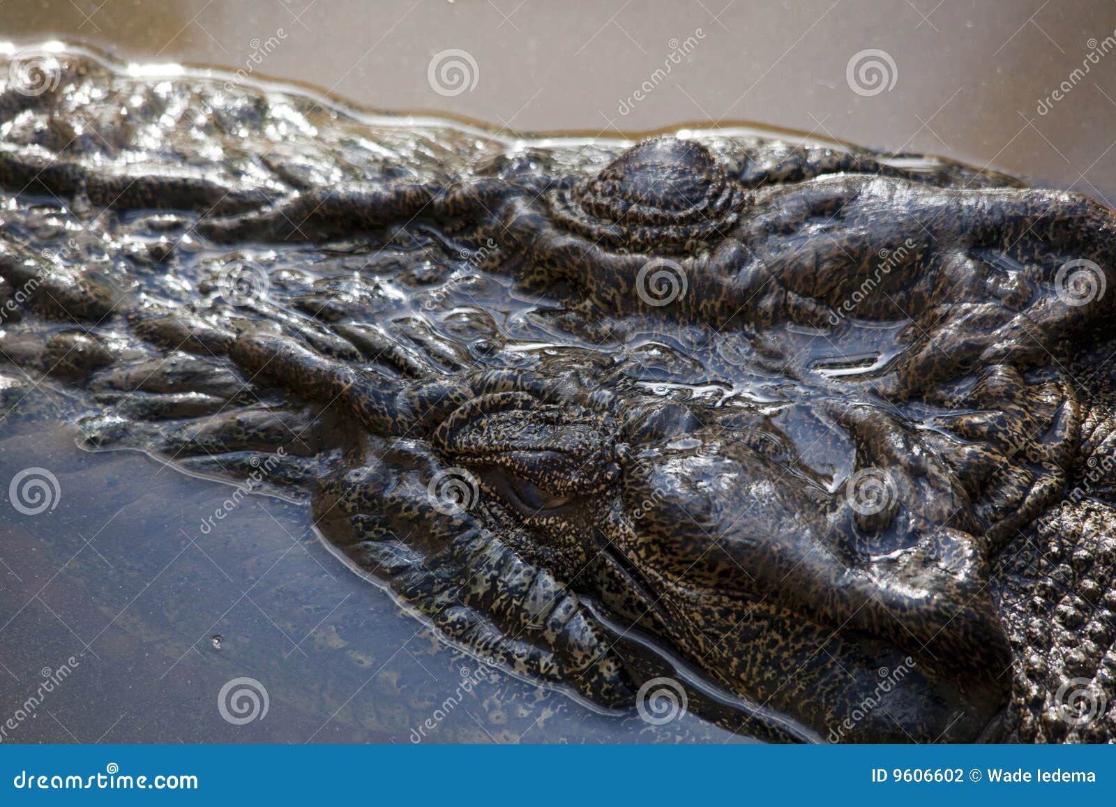Crocodile Head, Top View. Royalty-Free Stock Photo | CartoonDealer.com ...