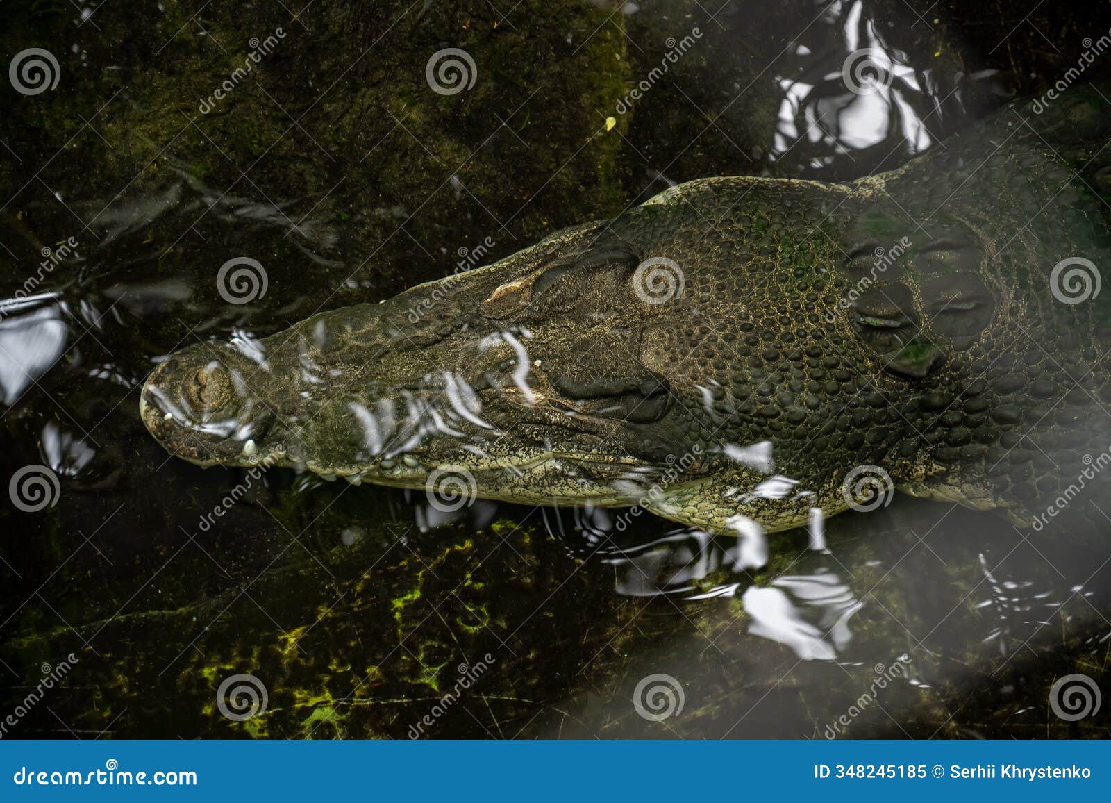 Saltwater Crocodile Head Close Up Stock Image - Image of water, river ...