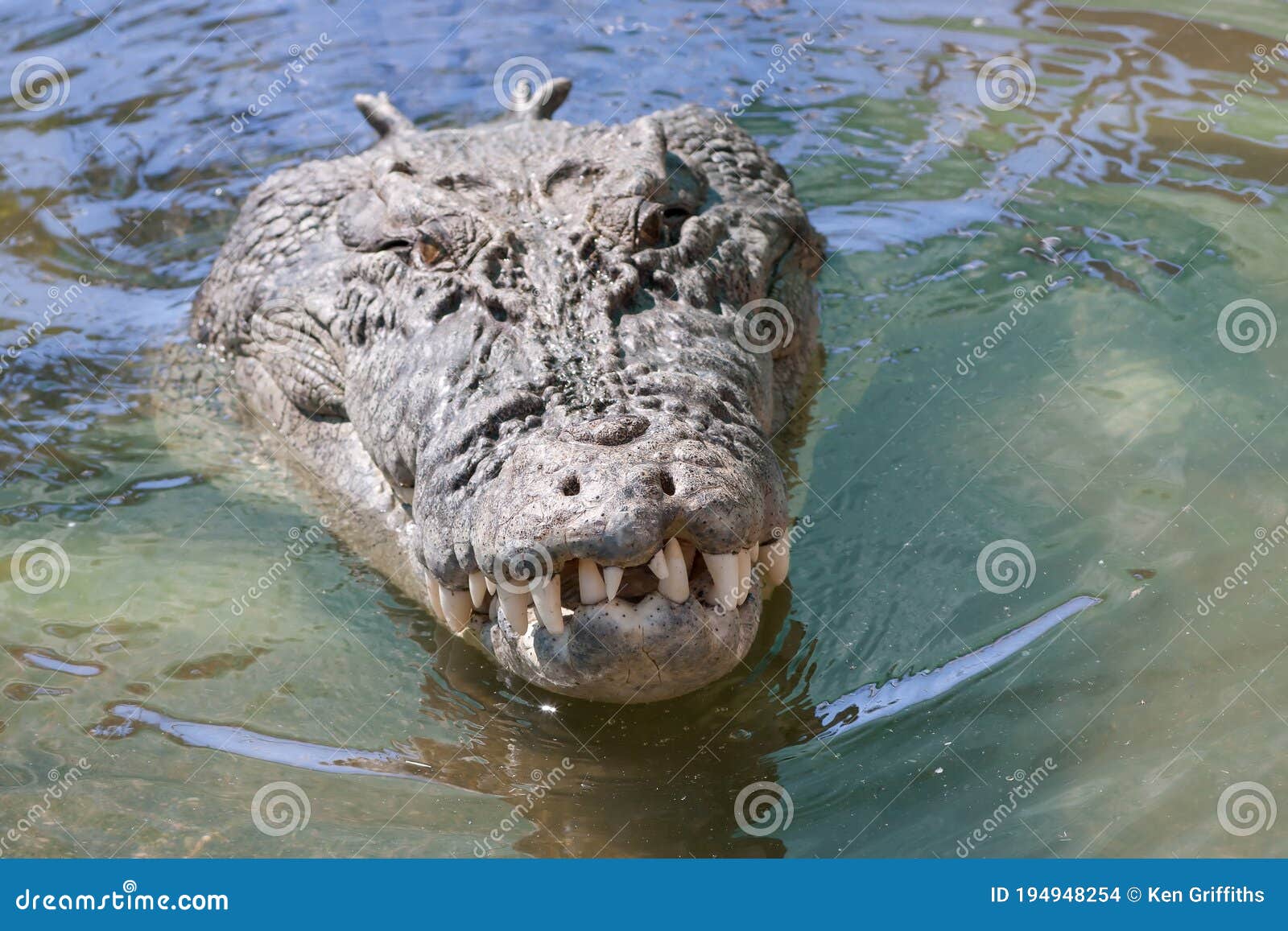 Saltwater Crocodile stock photo. Image of wildlife, feeding - 194948254