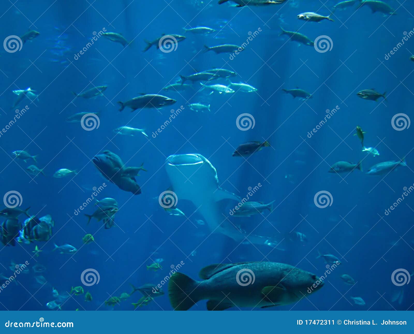 Saltwater Fish stock image. Image of water, natural, tropical - 17472311